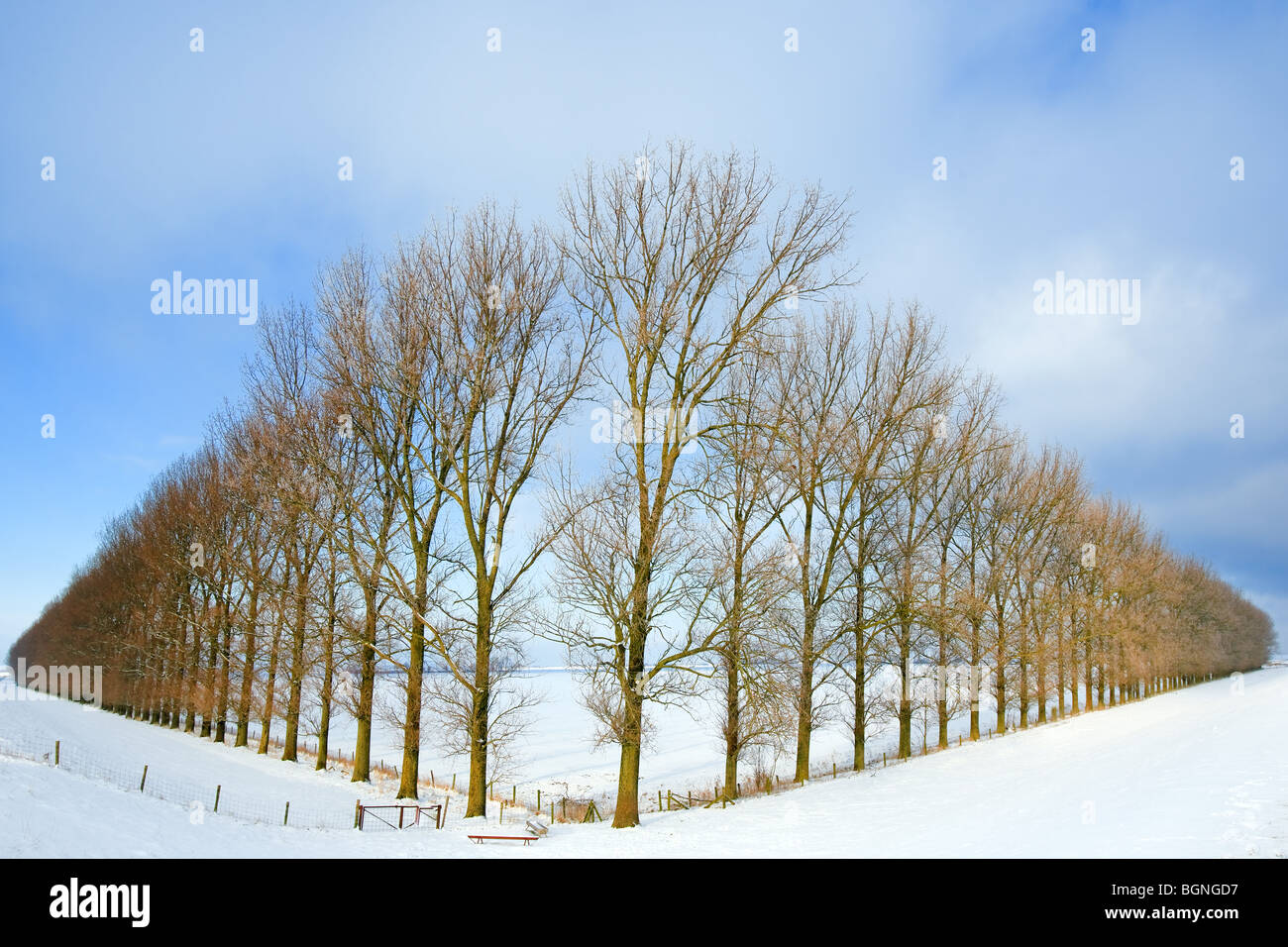Alberi mozzafiato immagini e fotografie stock ad alta risoluzione - Alamy