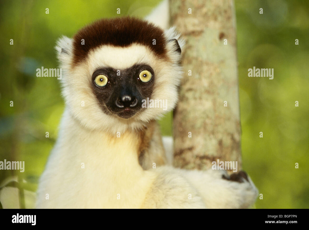 Un lemure immagini e fotografie stock ad alta risoluzione - Alamy