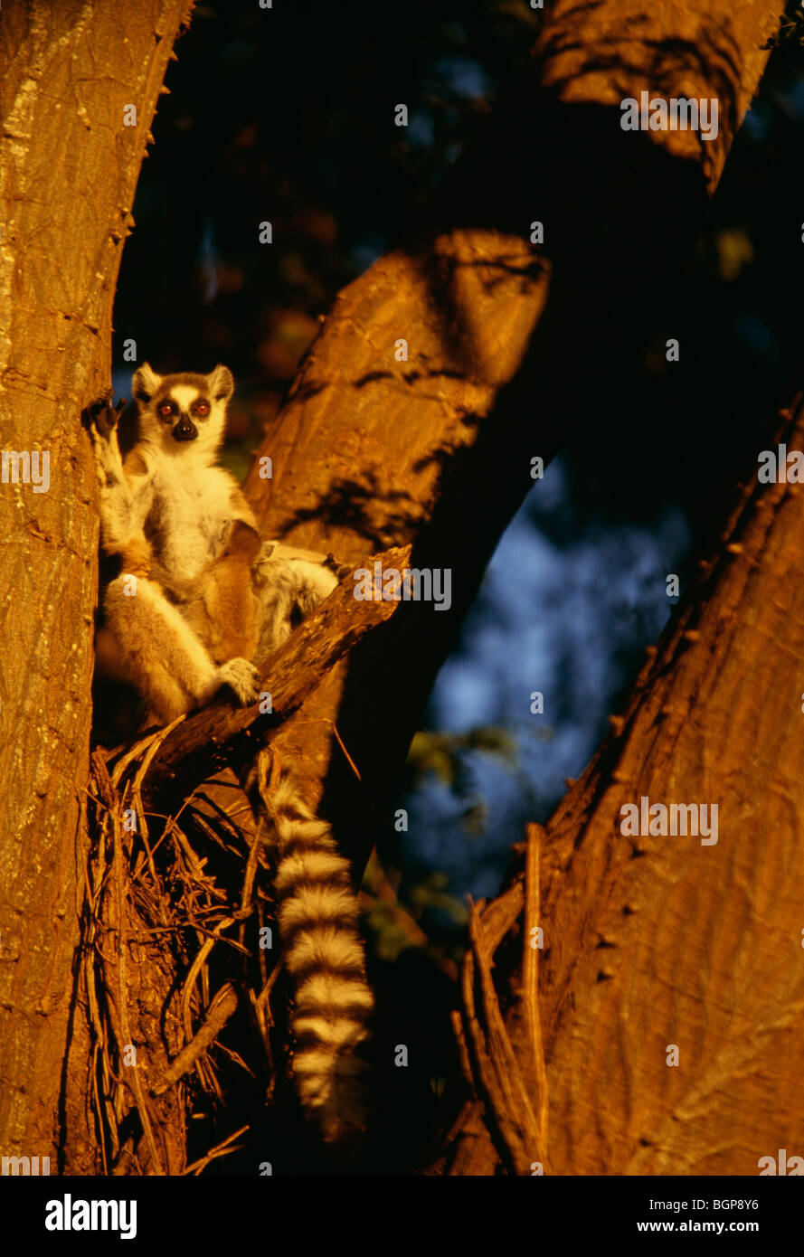 Un lemure immagini e fotografie stock ad alta risoluzione - Alamy