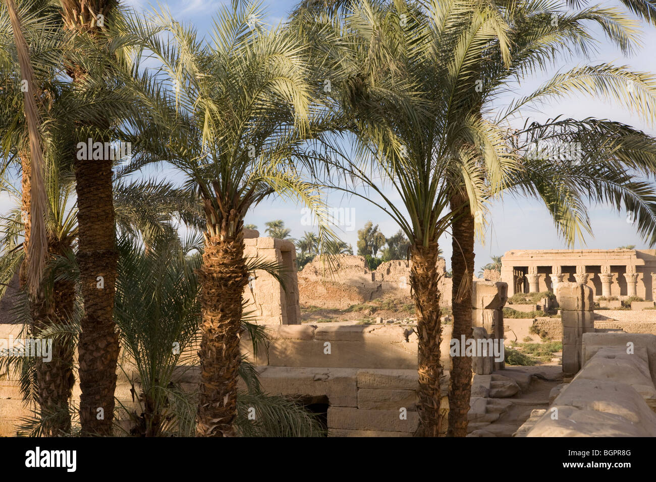 Palma dell'imperatore immagini e fotografie stock ad alta risoluzione ...