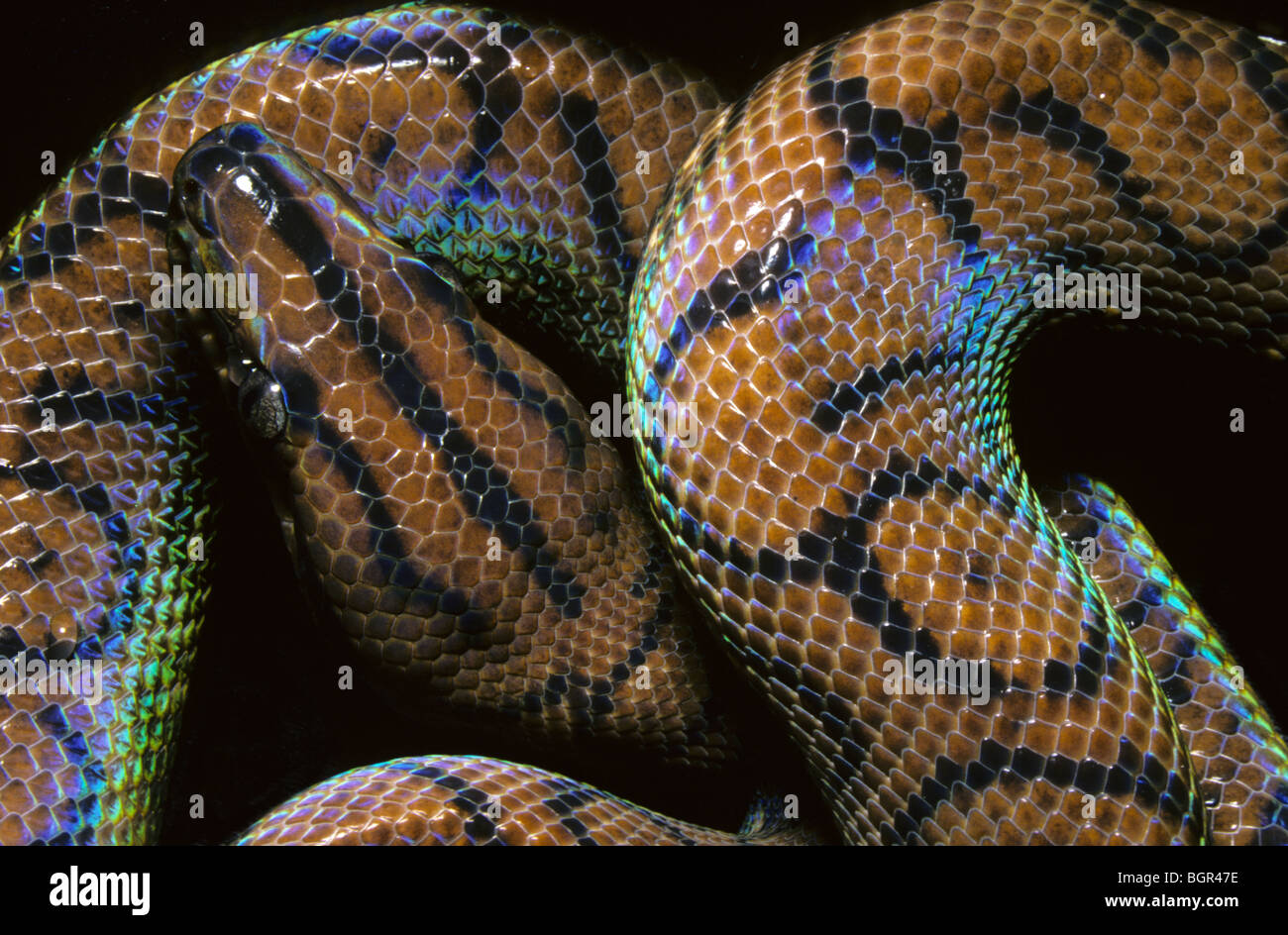 Epicrates cenchria cenchria. Brasiliano boa arcobaleno Foto stock - Alamy