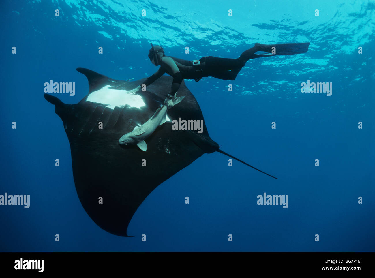 Manta gigante del pacifico immagini e fotografie stock ad alta ...