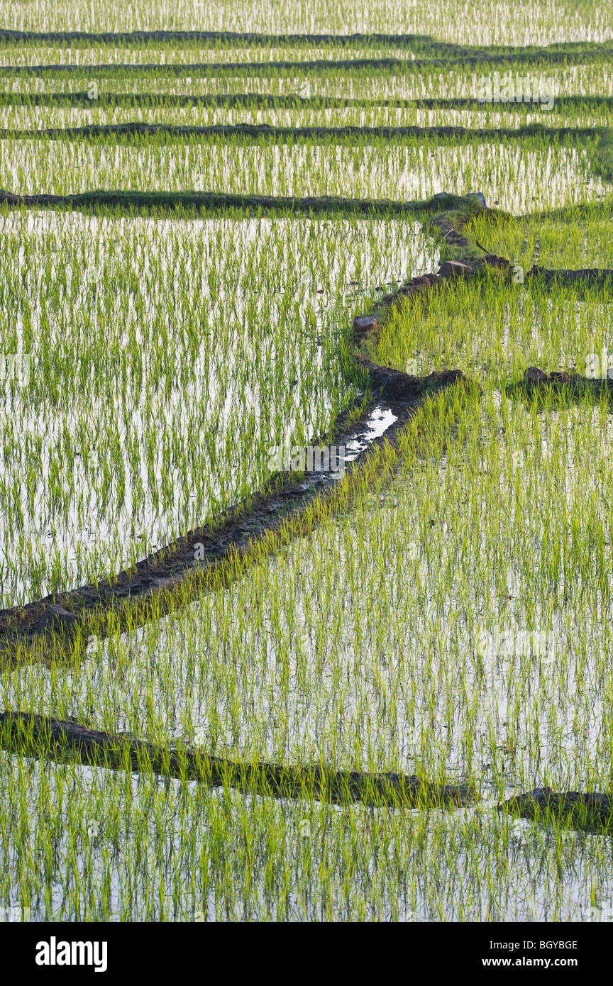 Irrigazione delle risaie immagini e fotografie stock ad alta ...