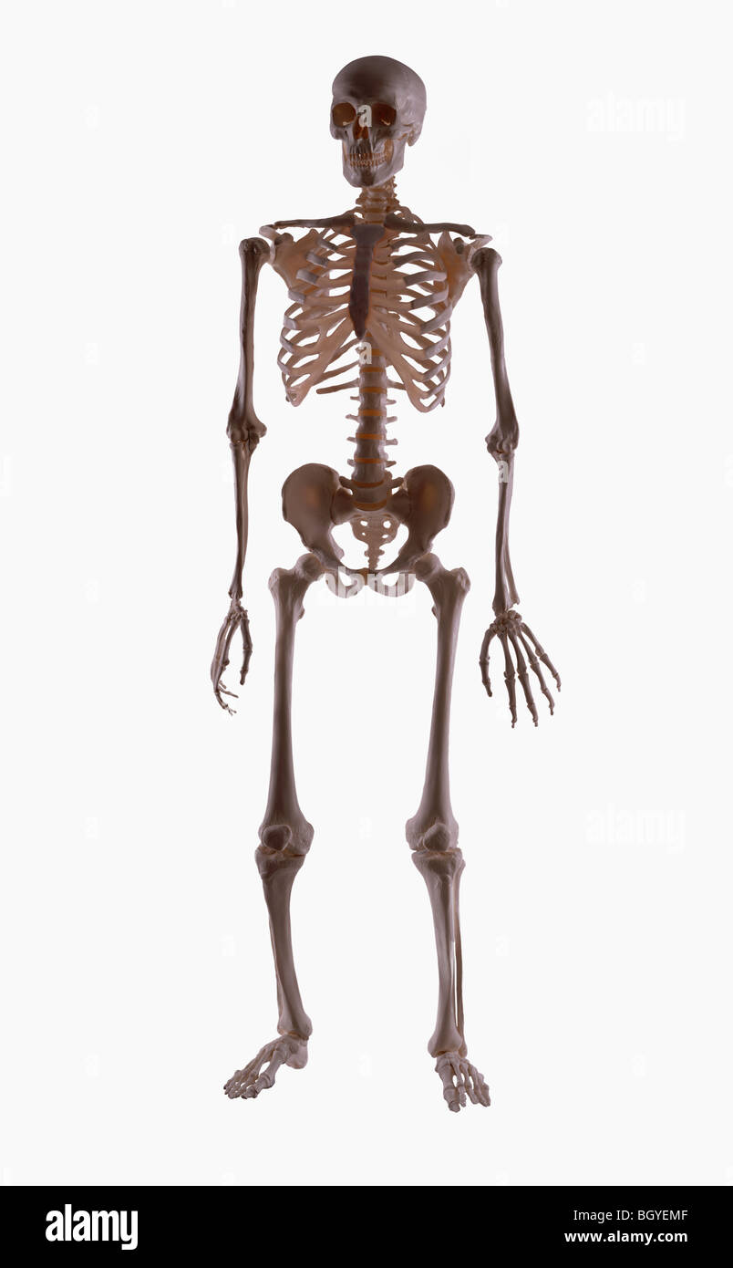 Tutte le ossa dello scheletro umano immagini e fotografie stock ad alta ...