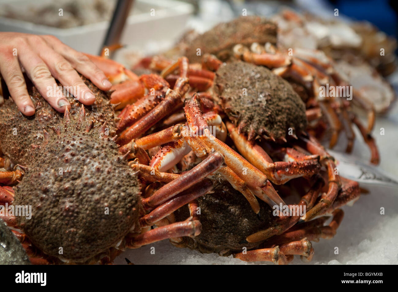 Granchi enormi immagini e fotografie stock ad alta risoluzione - Alamy
