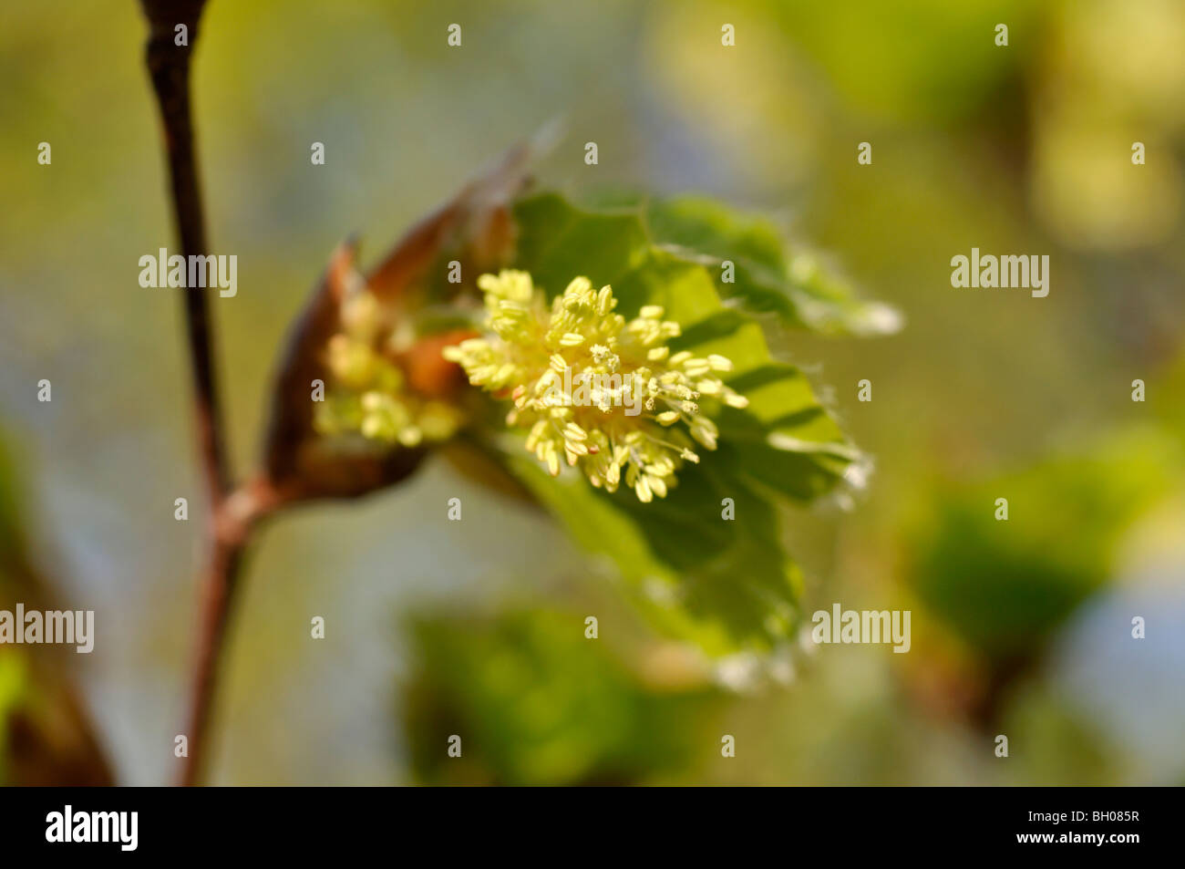 Common beeches fagus sylvatica immagini e fotografie stock ad alta ...
