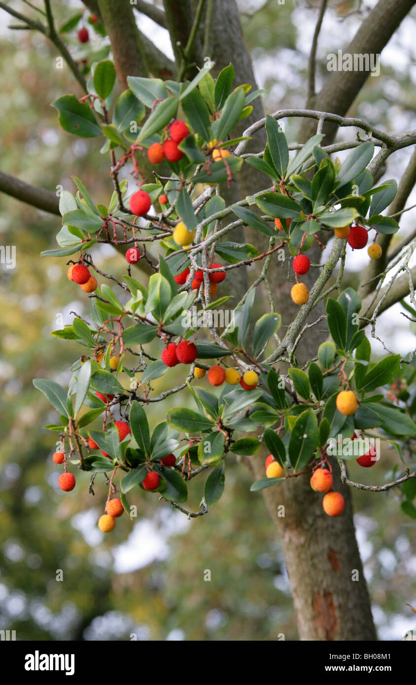 Arbutus unedo f rubra ericaceae immagini e fotografie stock ad alta ...