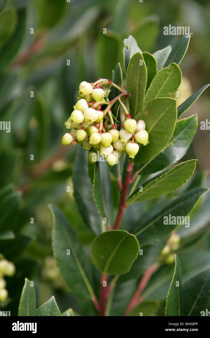 Arbutus unedo rubra ericaceae immagini e fotografie stock ad alta ...