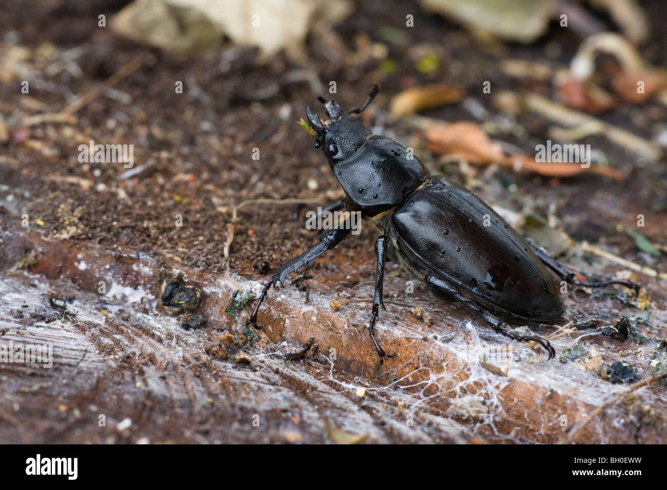 Cervo volante femmina immagini e fotografie stock ad alta risoluzione ...