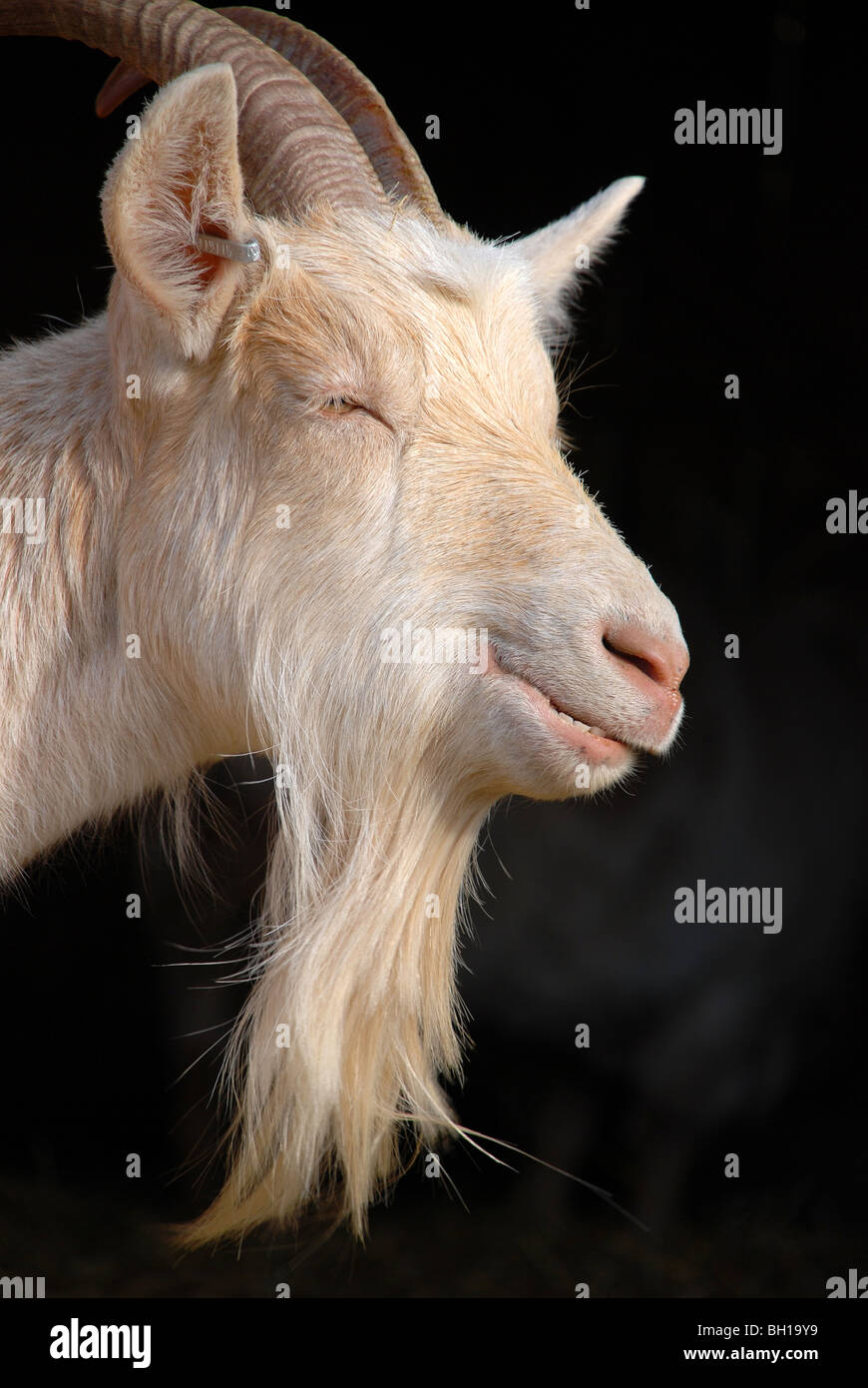 Denti di capra immagini e fotografie stock ad alta risoluzione - Alamy