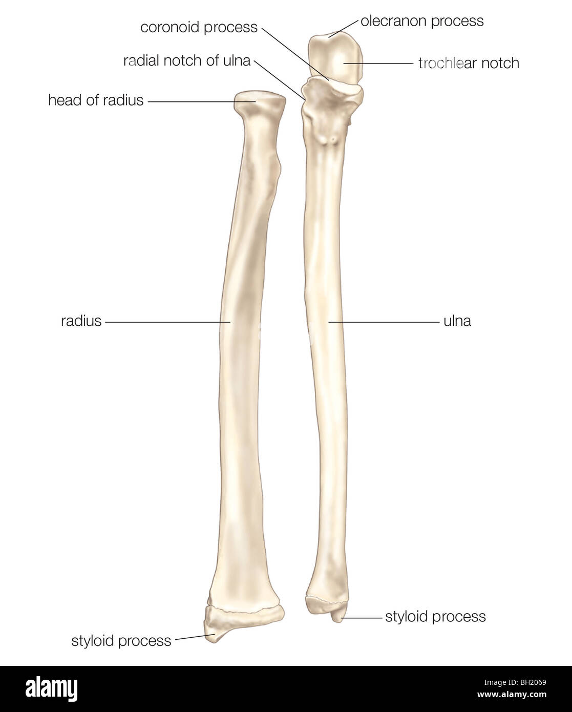 Radio e ulna immagini e fotografie stock ad alta risoluzione - Alamy