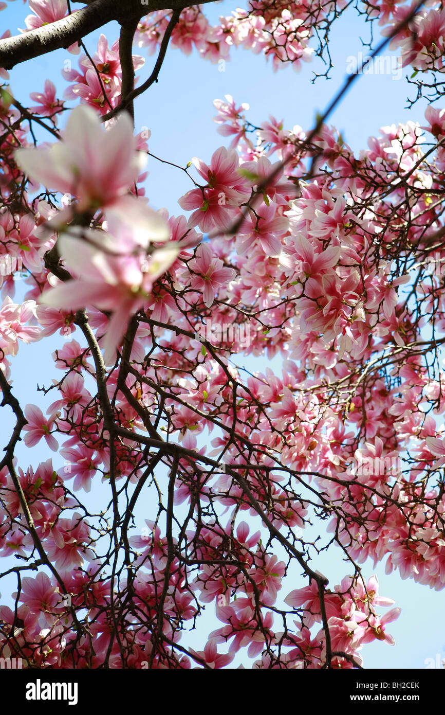Central Park durante la stagione primaverile quando il ciliegio in ...