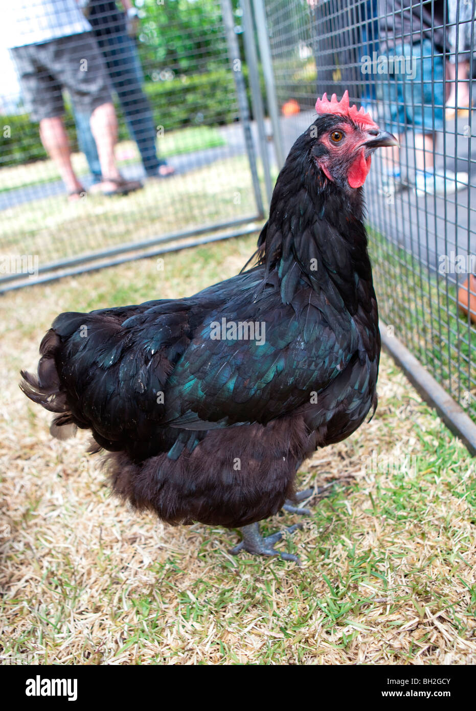 Gallina australorp immagini e fotografie stock ad alta risoluzione - Alamy
