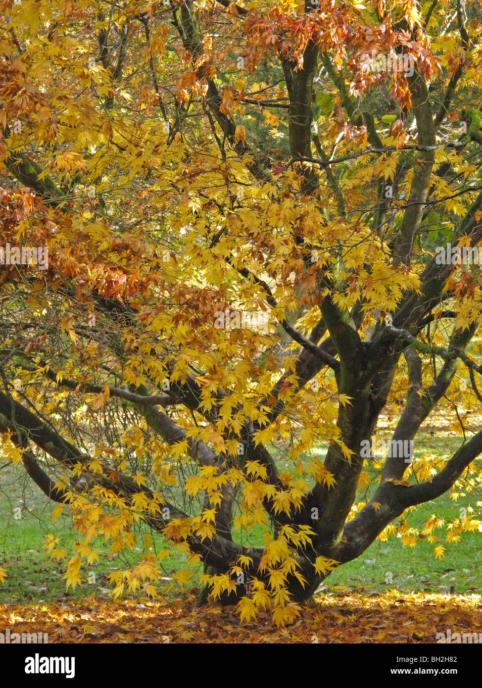 Albero di acer giallo immagini e fotografie stock ad alta risoluzione ...