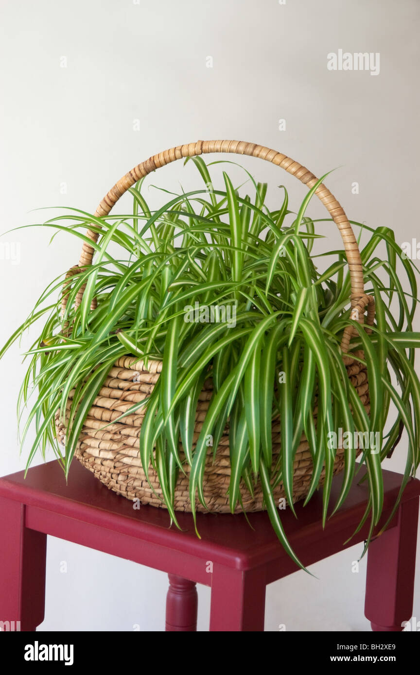 Piante ragno chlorophytum comosum immagini e fotografie stock ad alta ...