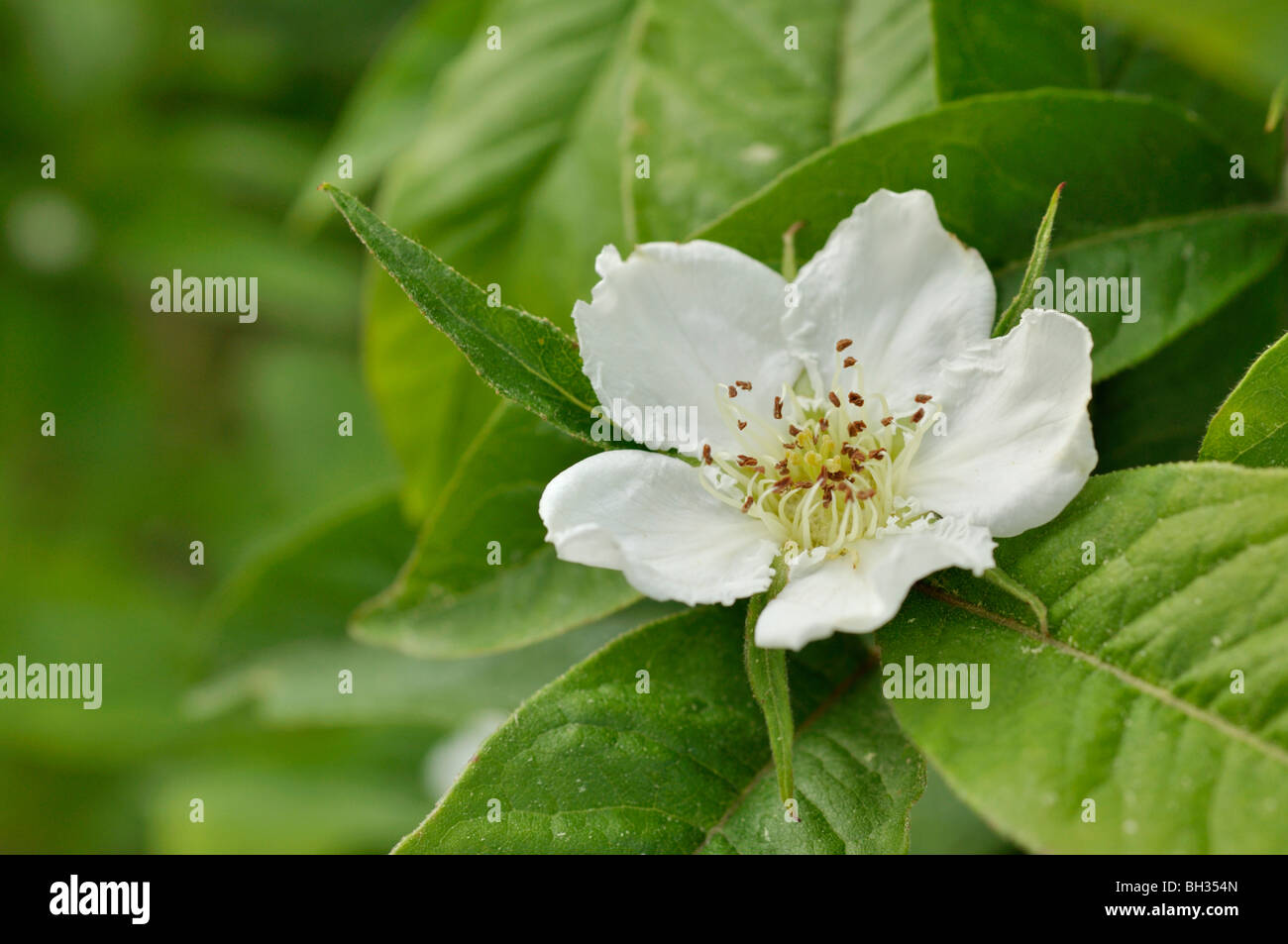 Pianta di nespolo immagini e fotografie stock ad alta risoluzione - Alamy