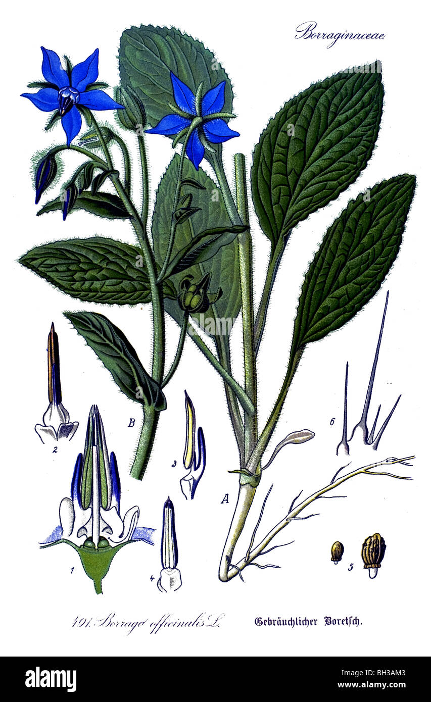 Piante vegetali immagini e fotografie stock ad alta risoluzione - Alamy