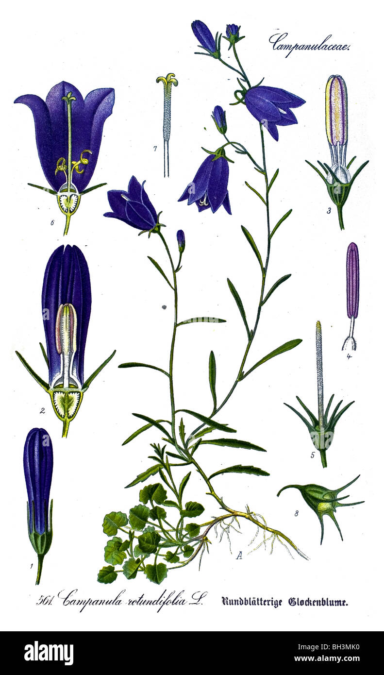 Piante vegetali immagini e fotografie stock ad alta risoluzione - Alamy