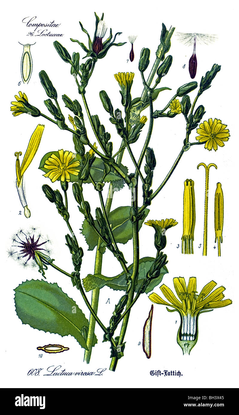 Lattuga selvatica, amara lattuga Laitue vireuse, oppio, insalata di ...