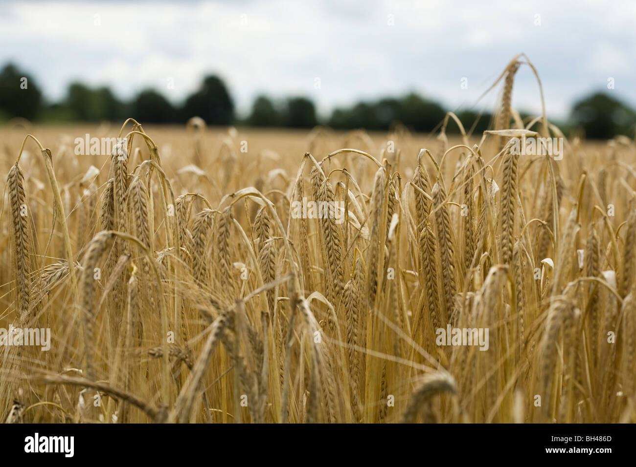 Campo di orzo in immagini e fotografie stock ad alta risoluzione - Alamy