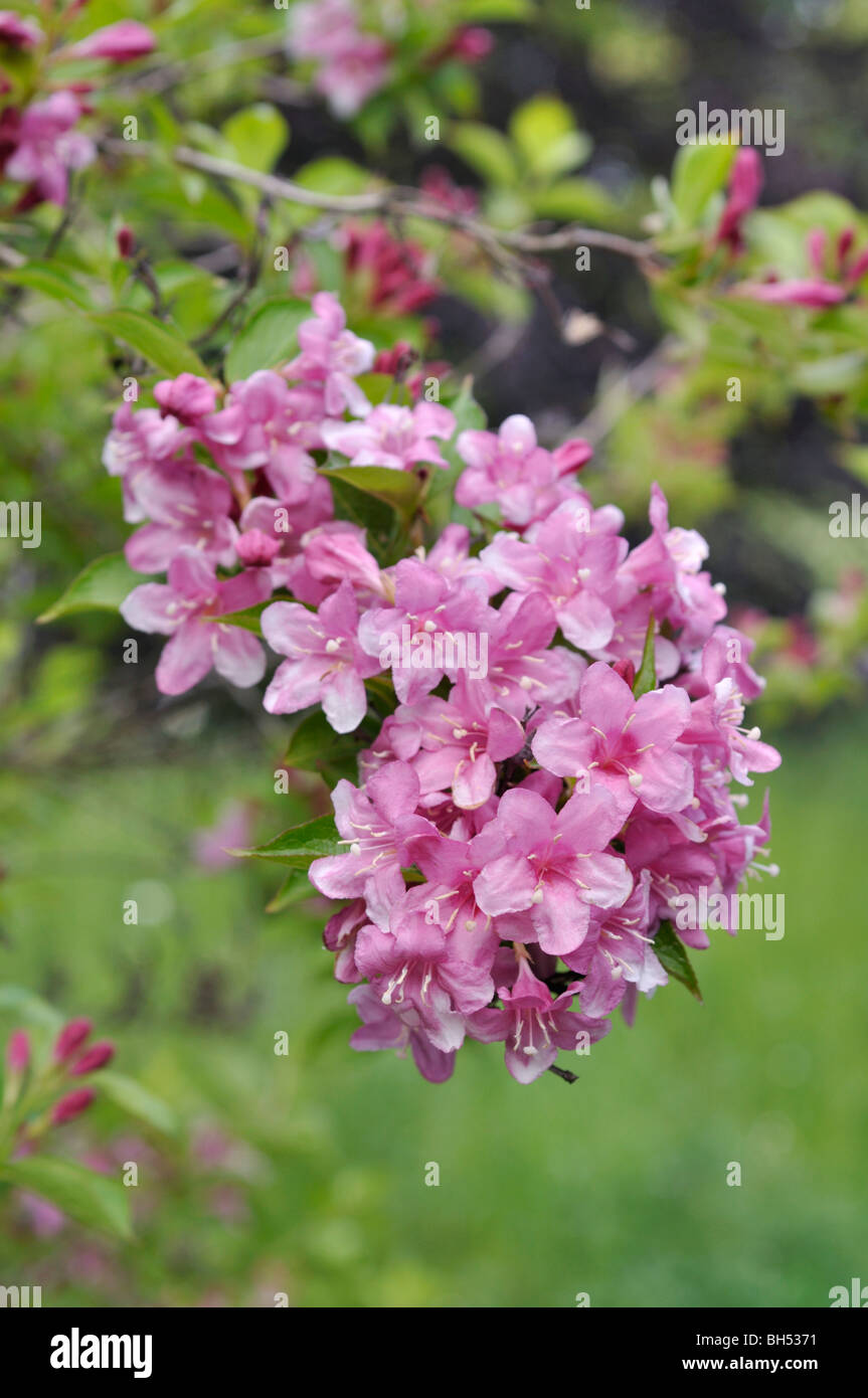 Weigela florida immagini e fotografie stock ad alta risoluzione - Alamy