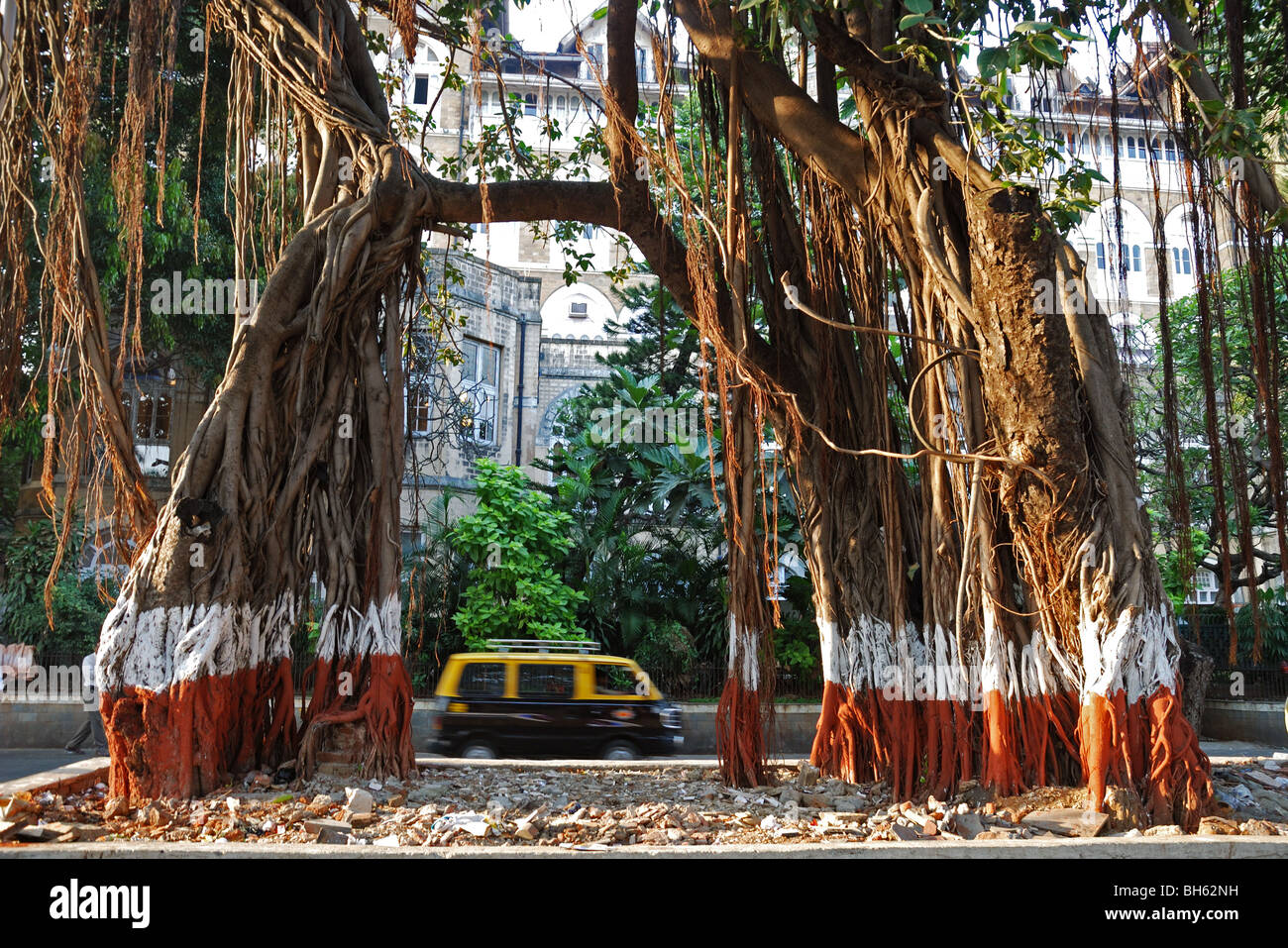 India banyan tree immagini e fotografie stock ad alta risoluzione - Alamy