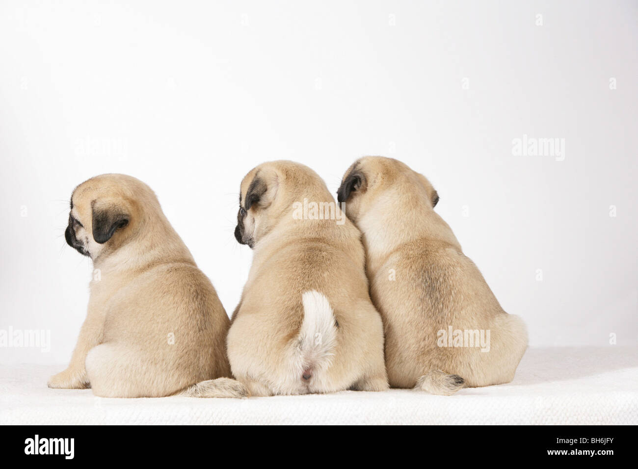Piccolo cane da dietro immagini e fotografie stock ad alta risoluzione ...
