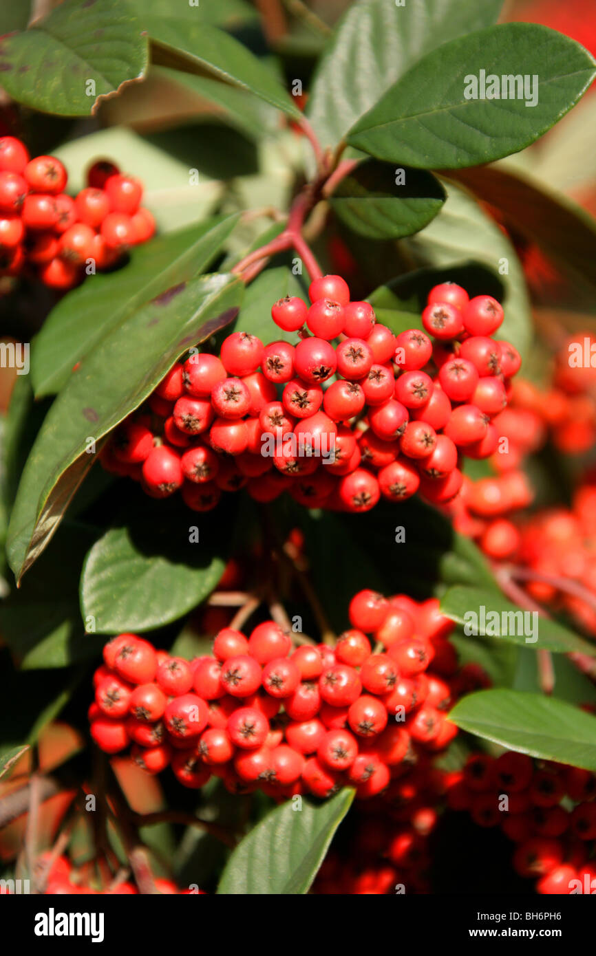 Milkflower Cotoneaster, Parney Cotoneaster o Parney Rosso di ...