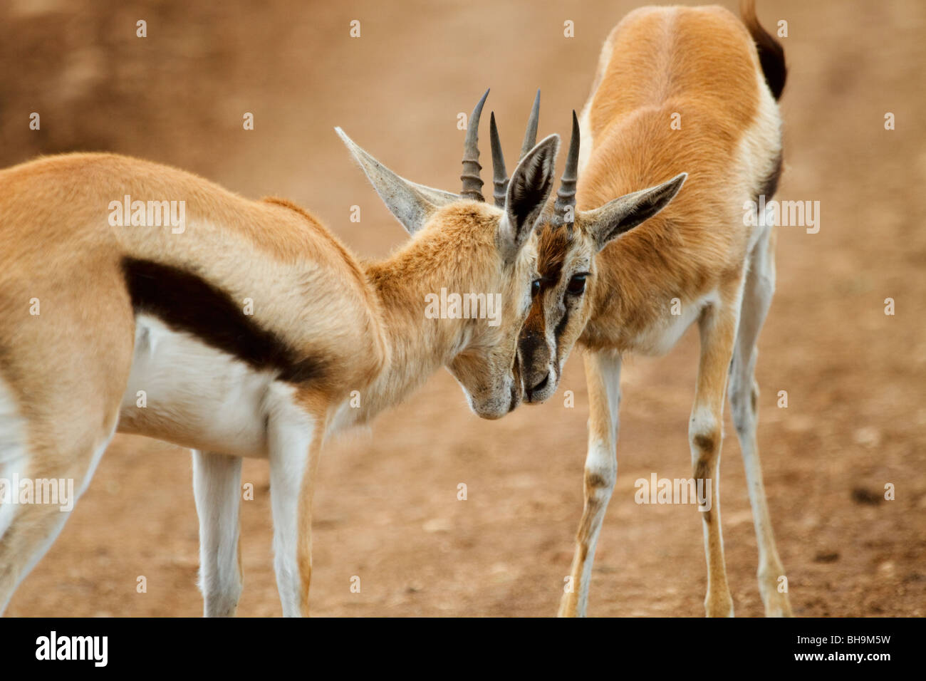 Gazzella africana immagini e fotografie stock ad alta risoluzione - Alamy