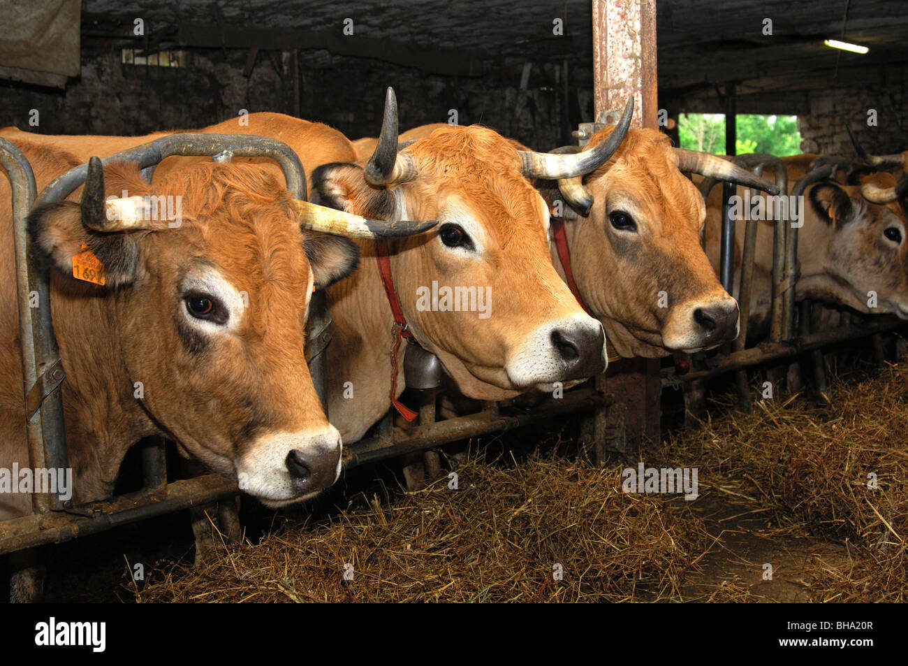 Allevamento stalla francese francia immagini e fotografie stock ad alta ...