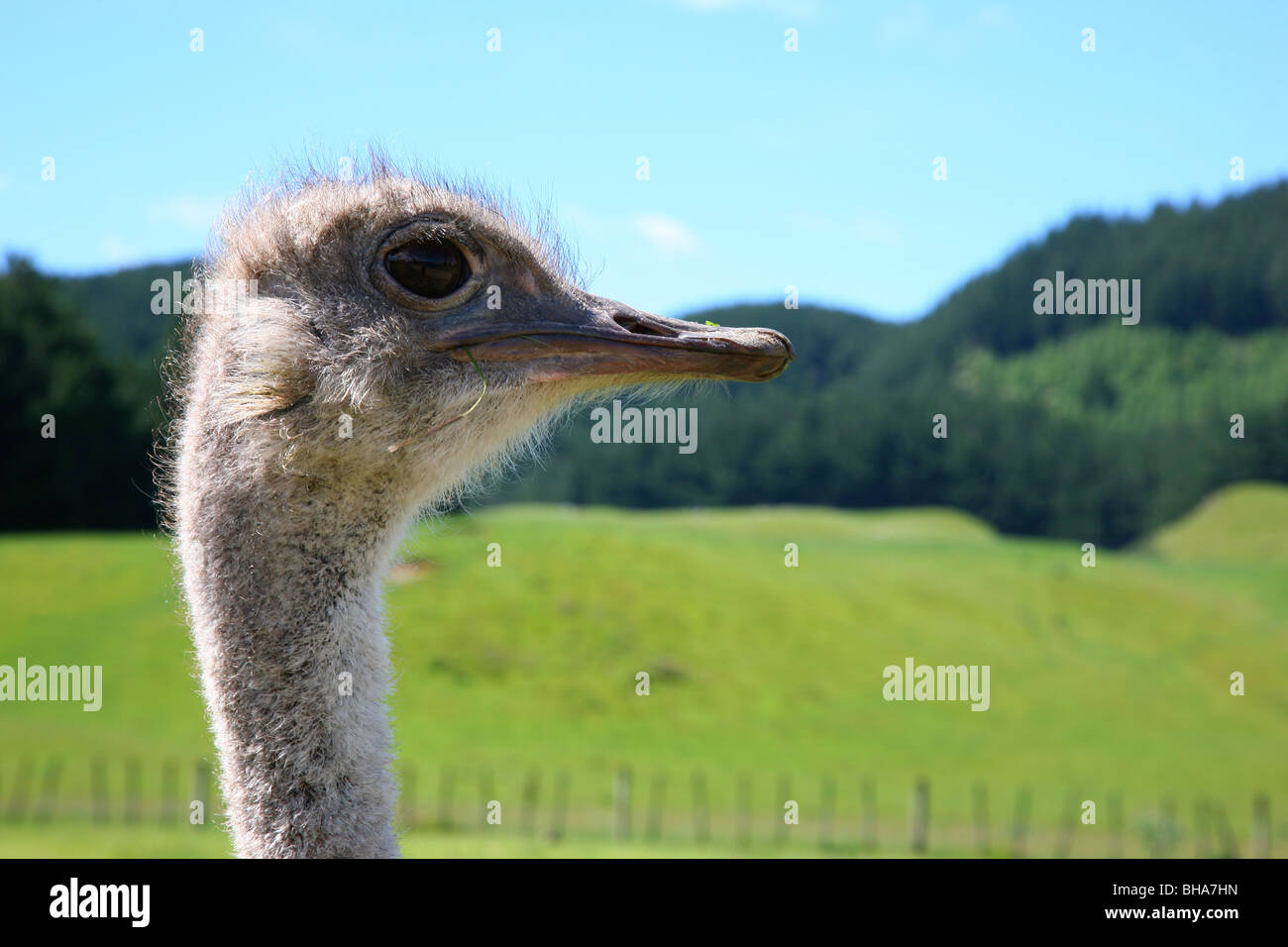 Pelliccia di struzzo immagini e fotografie stock ad alta risoluzione ...