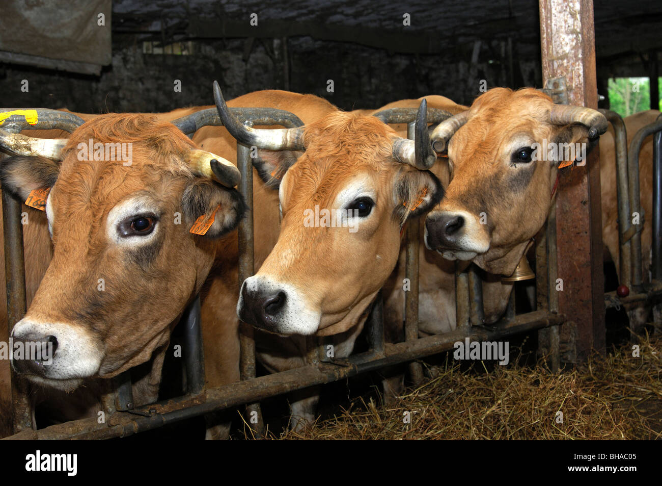 Stalle per bovini immagini e fotografie stock ad alta risoluzione - Alamy