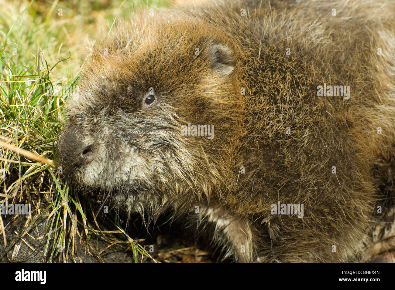Prova del roditore immagini e fotografie stock ad alta risoluzione - Alamy