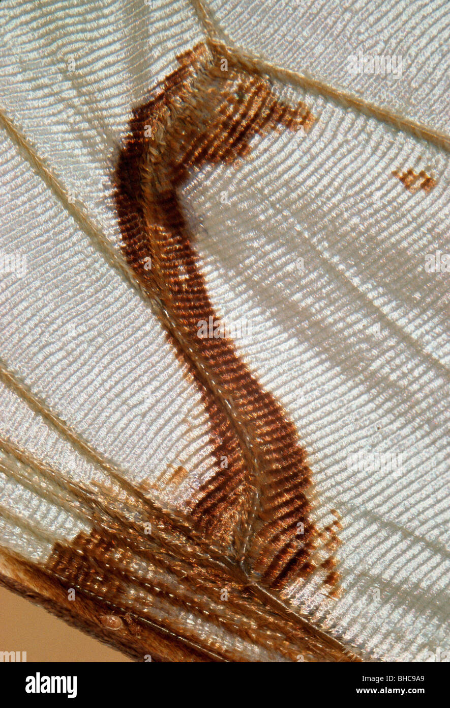 Morphidae: morfo laertes, morfo Butterfly dettaglio di disegno simile ...