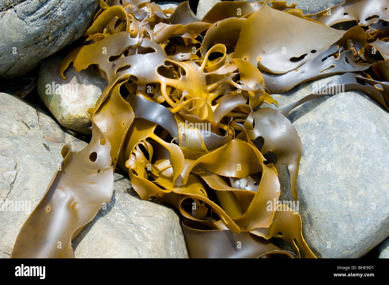 Fuco costiero della tasmania immagini e fotografie stock ad alta ...