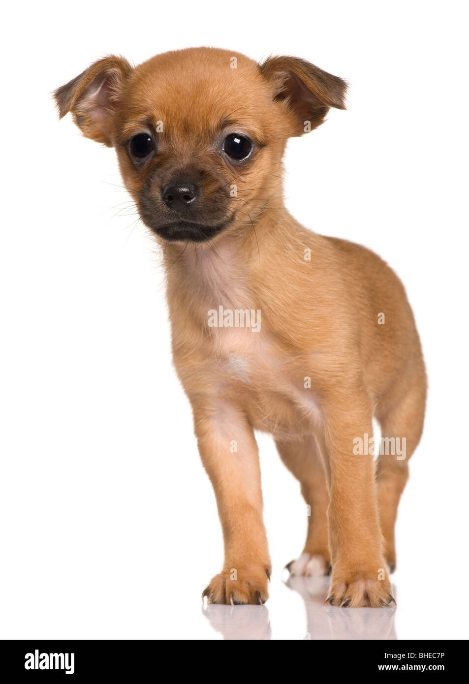 Shih tzu yorkshire terrier immagini e fotografie stock ad alta ...