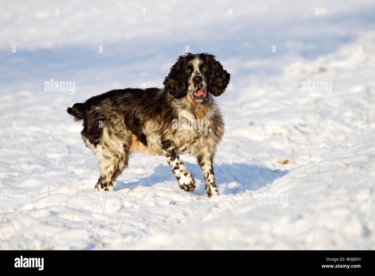 Black white springer spaniel dog immagini e fotografie stock ad alta ...