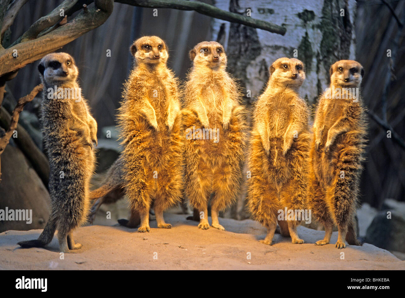Banda di suricati immagini e fotografie stock ad alta risoluzione - Alamy