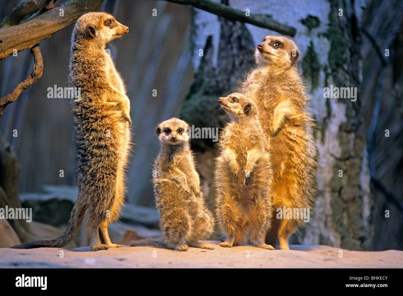 Mob di suricati immagini e fotografie stock ad alta risoluzione - Alamy