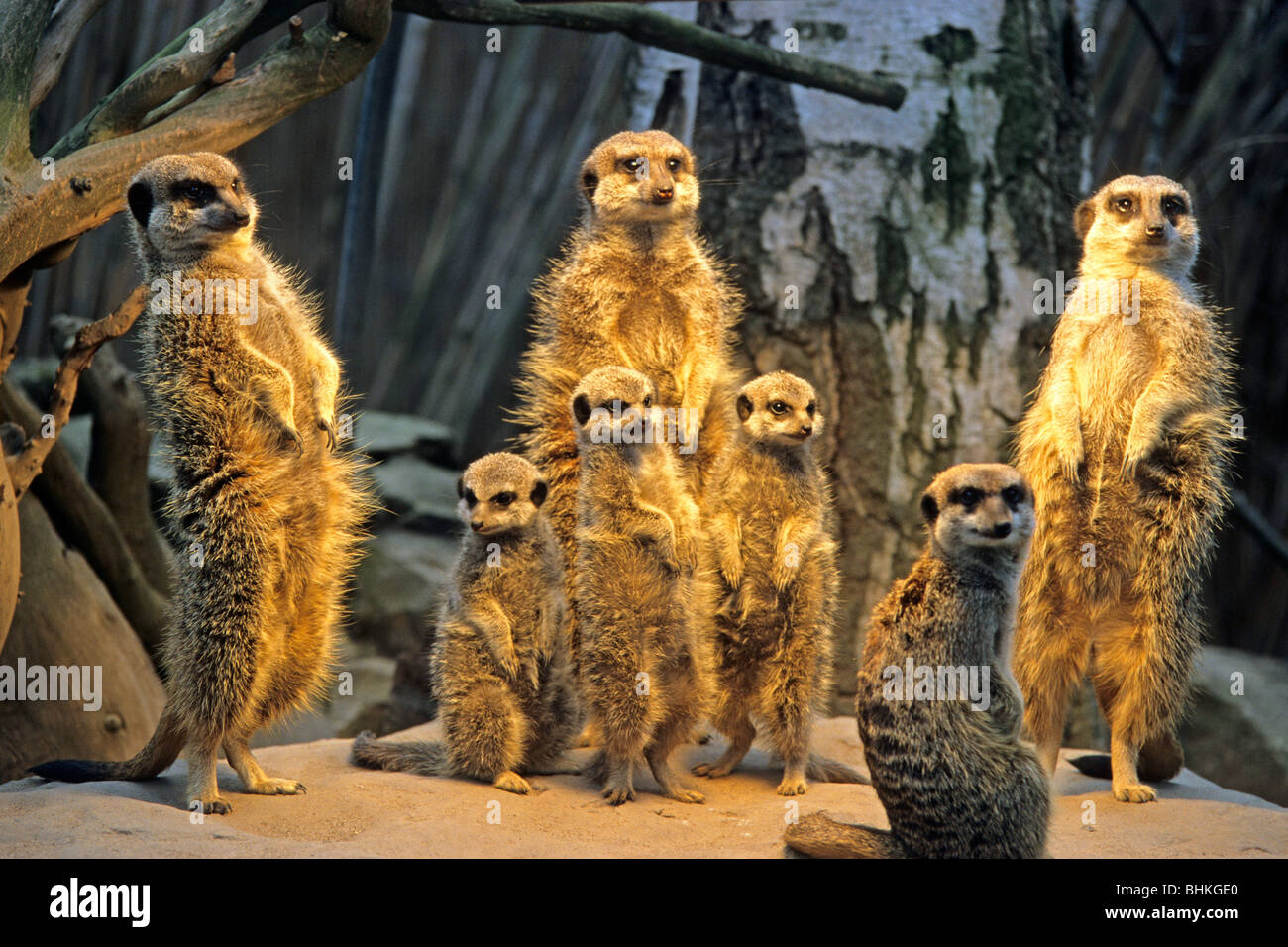 Banda di suricati immagini e fotografie stock ad alta risoluzione - Alamy