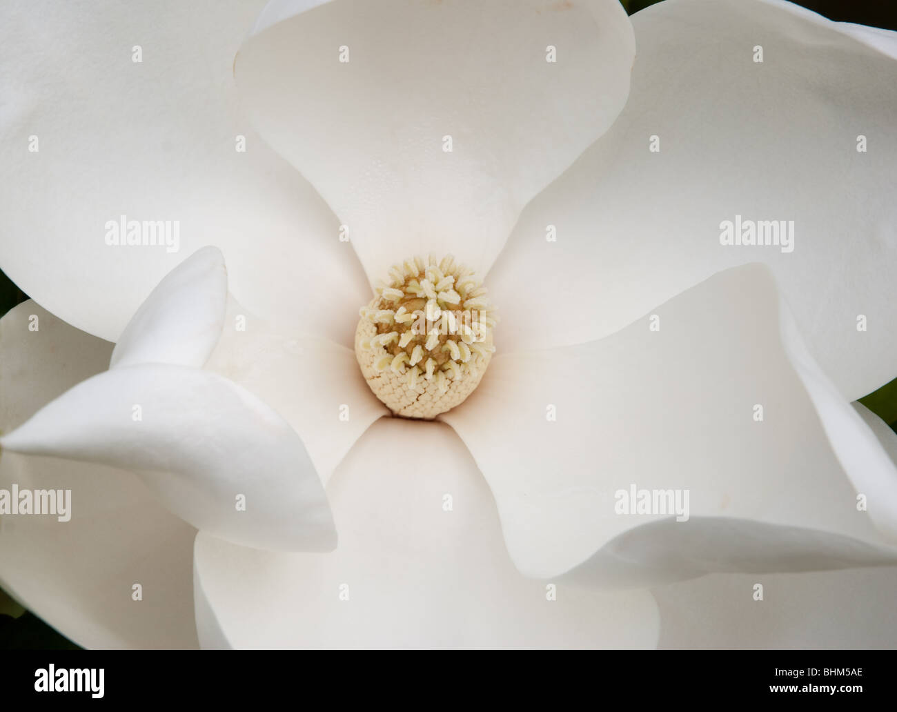 Albero di magnolia grandiflora immagini e fotografie stock ad alta ...