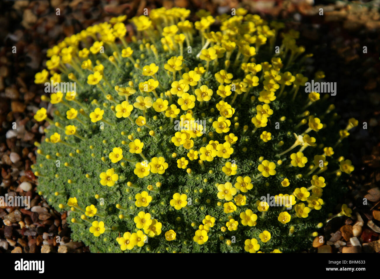 Flora dell'iran immagini e fotografie stock ad alta risoluzione - Alamy