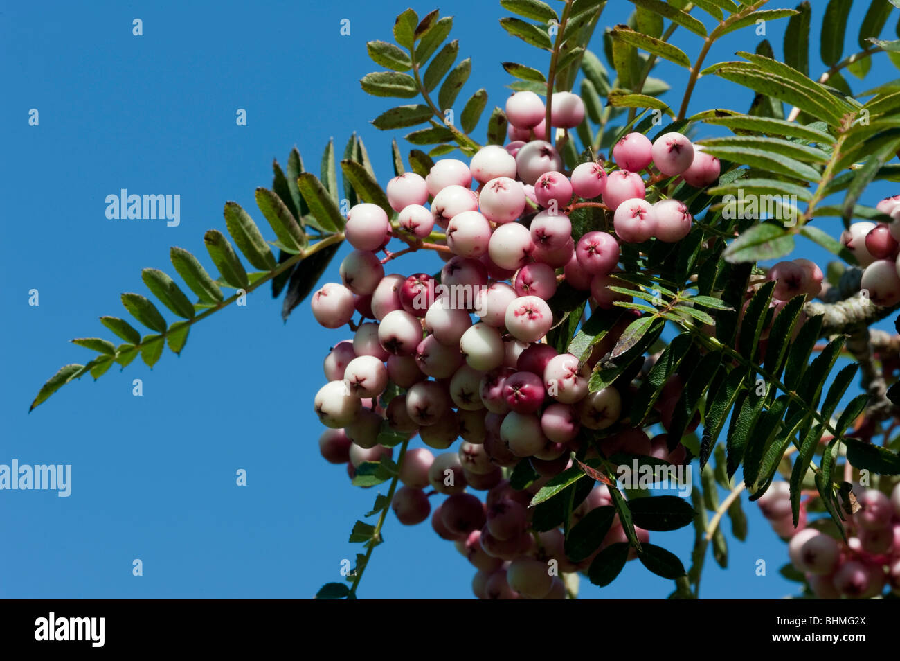 Sorbus hupehensis immagini e fotografie stock ad alta risoluzione - Alamy