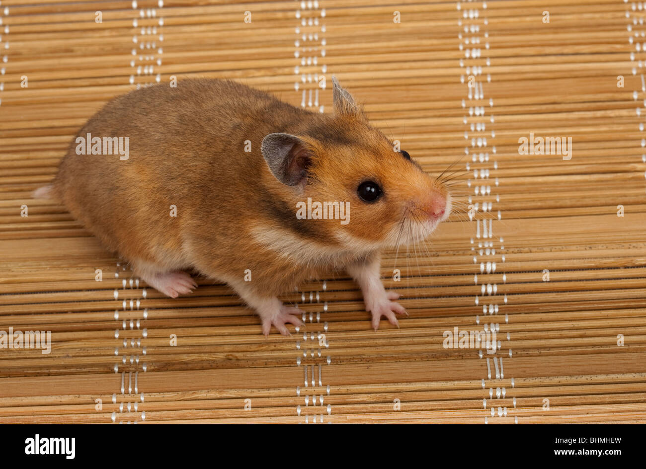 Criceto dorato mesocricetus auratus immagini e fotografie stock ad alta ...