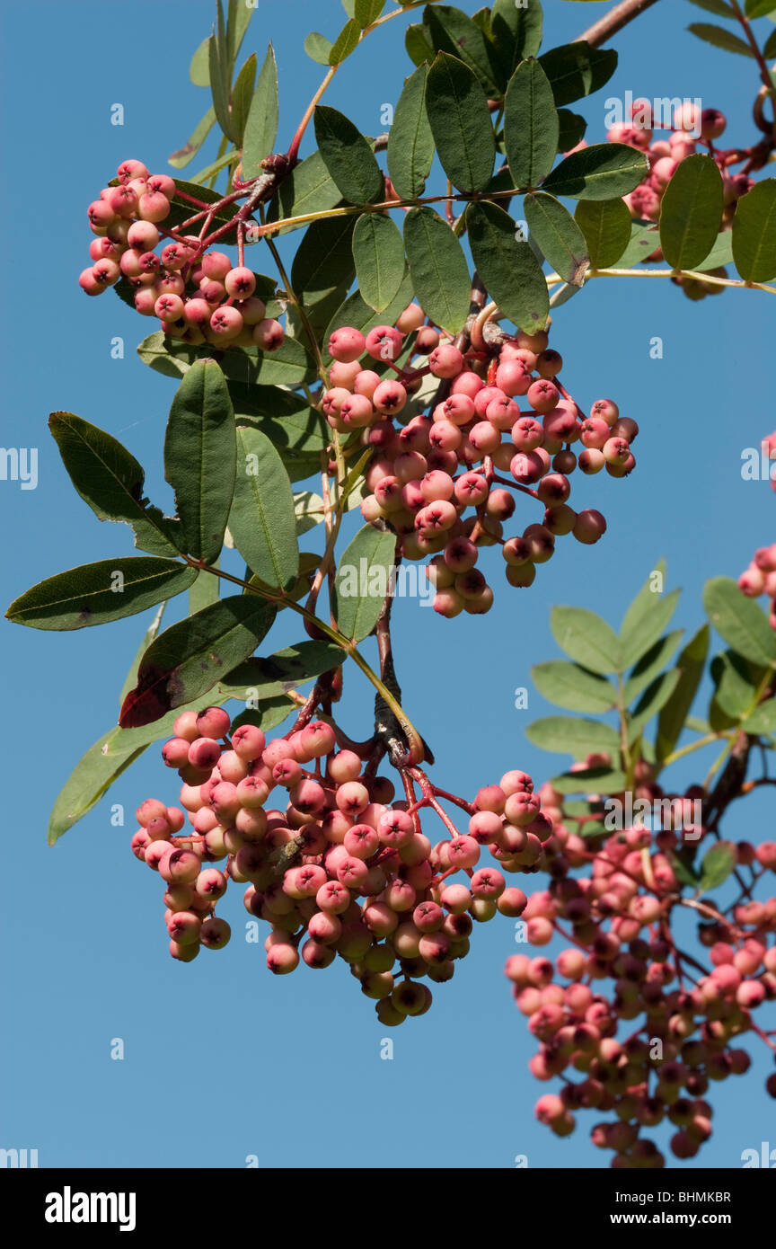 Sorbus hupehensis immagini e fotografie stock ad alta risoluzione - Alamy