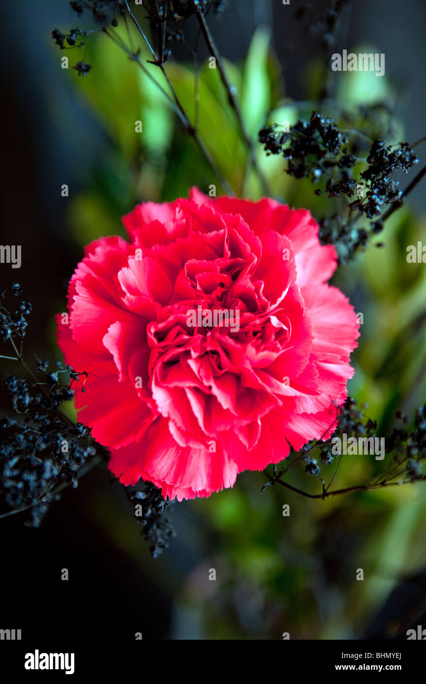 Garofano aperto immagini e fotografie stock ad alta risoluzione - Alamy