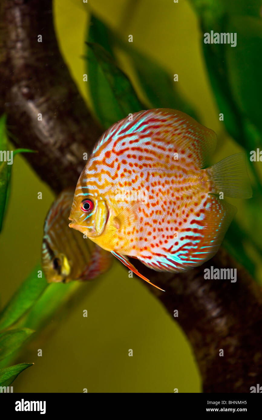 Pelle di serprente immagini e fotografie stock ad alta risoluzione - Alamy