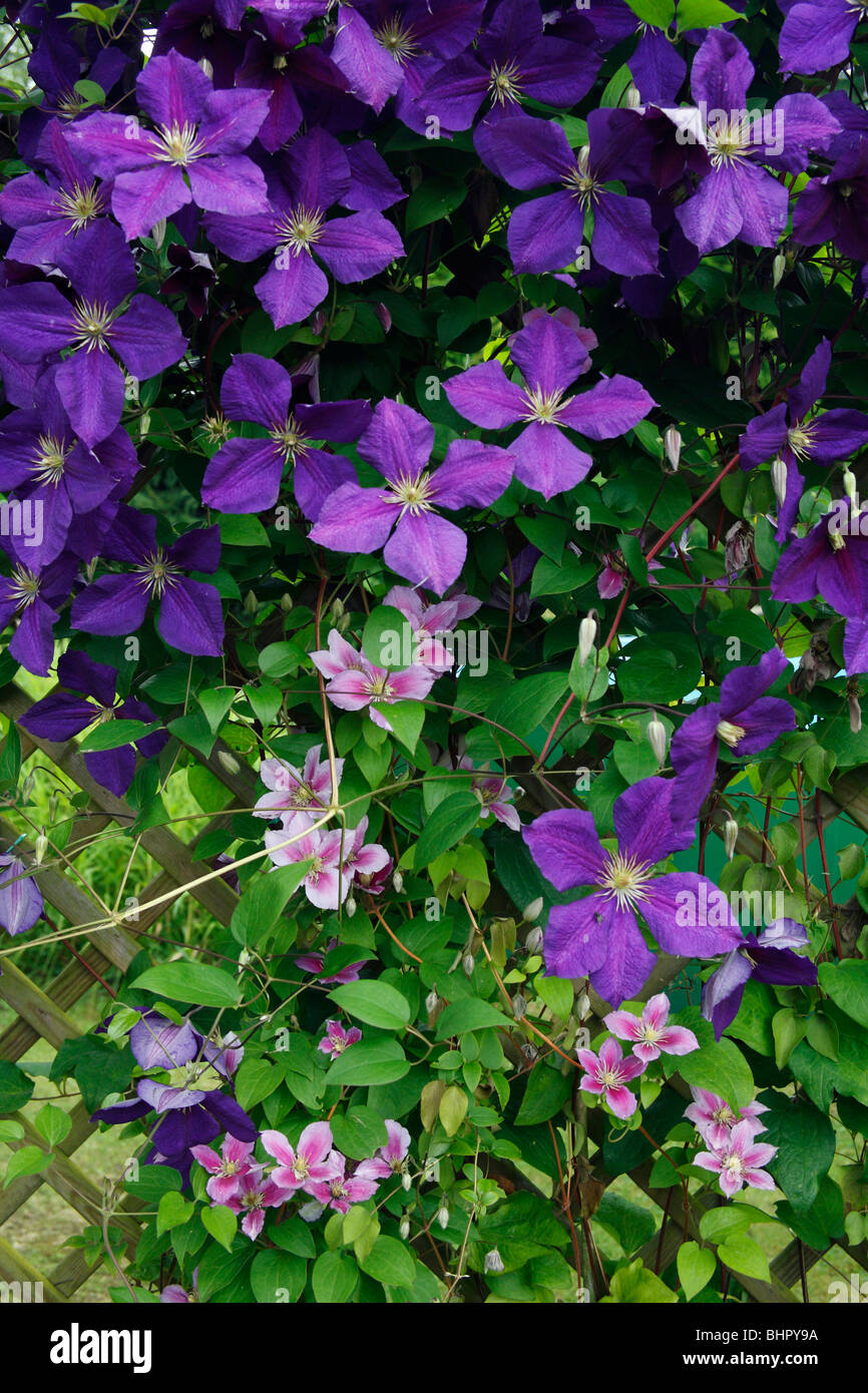 Clematis varieties immagini e fotografie stock ad alta risoluzione - Alamy