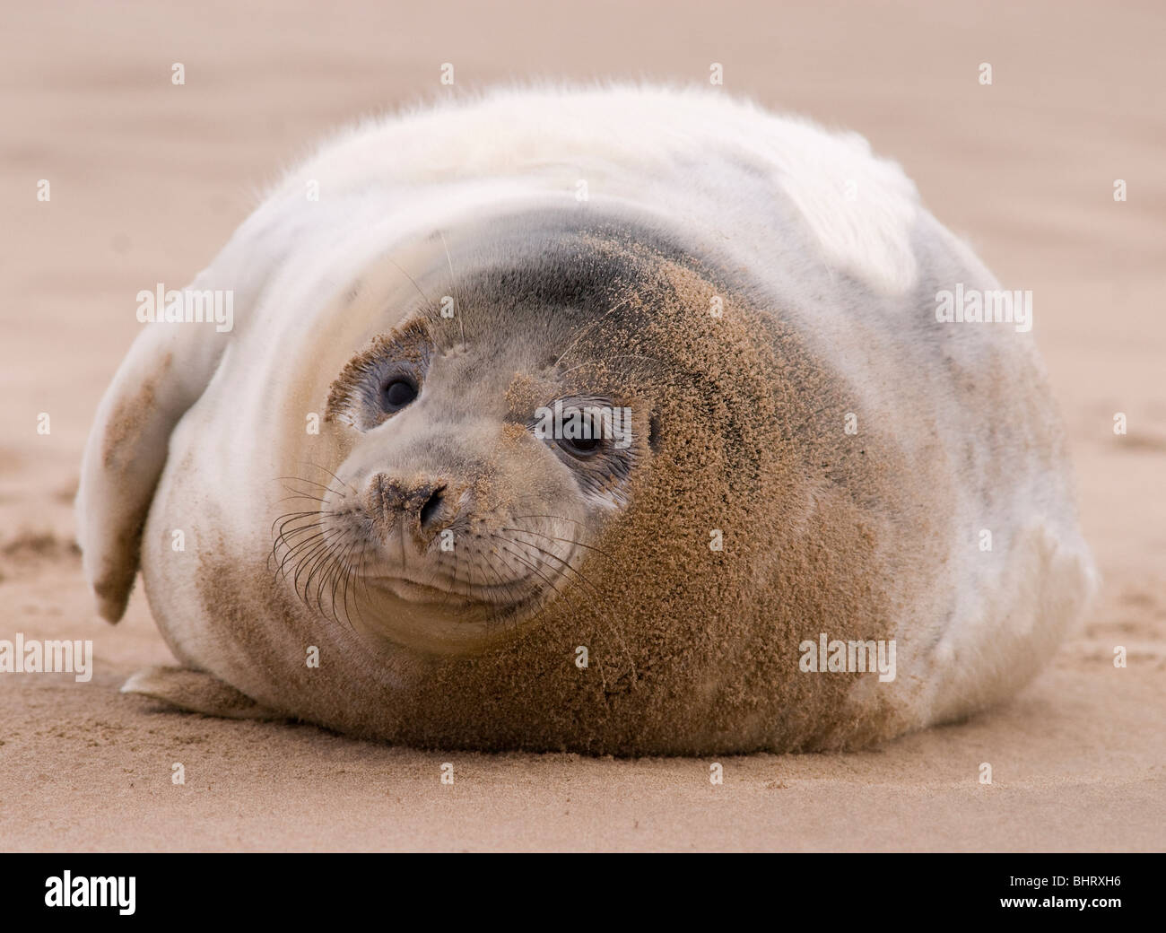 Giovane cucciolo di foca grigia immagini e fotografie stock ad alta ...