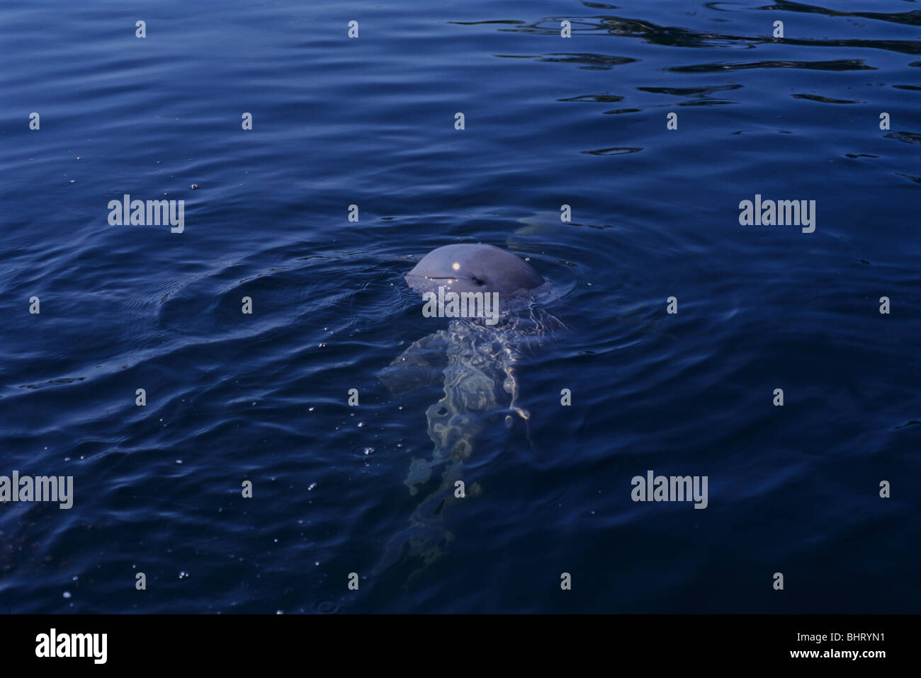 Delfini irrawaddy immagini e fotografie stock ad alta risoluzione - Alamy